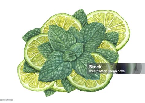 잘 익은 라임 조각 하얀 배경에 분리된 신선한 녹색 민트 가지 카드 디자인 메뉴 축하 디자인 칵테일 파티 전단지 인쇄를 위한 식물 수채화 그림 0명에 대한 스톡 벡터 아트