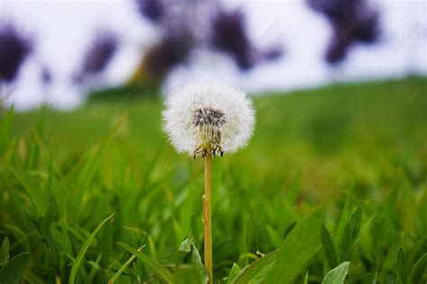 하늘 에 날 아 오 르 는 민들레 배경 식물 꽃들 사진술 배경 일러스트 및 사진 무료 다운로드 Pngtree