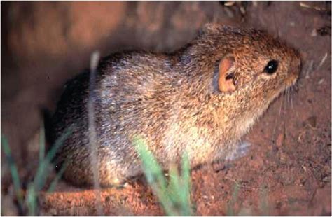 Clyomys Laticeps Rodentia Echimyidae