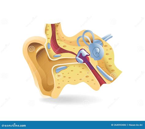3d Illustration Of Ear Cut Anatomy Concept Stock Illustration Illustration Of Future Human