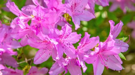 Are Azaleas Edible At David Desantis Blog