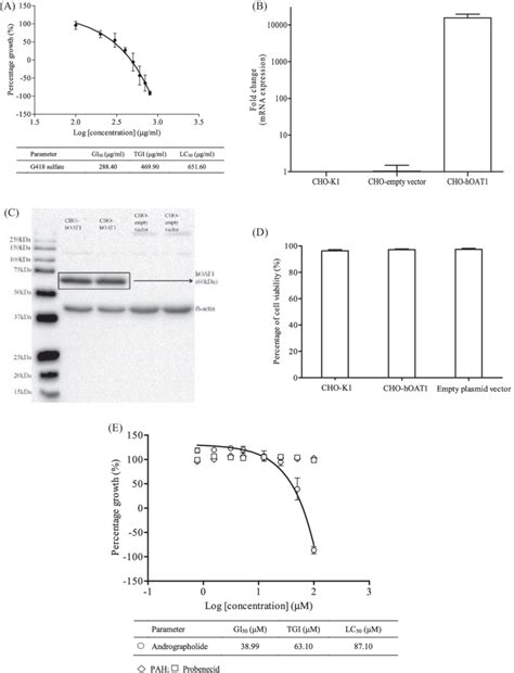A Cell Proliferation And Cytotoxic Parameters Of G418 Sulfate On