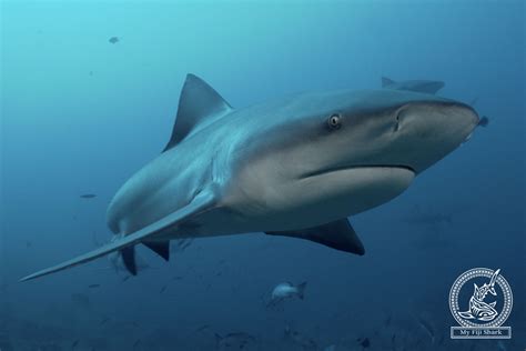 Mogul Fiji Shark Lab