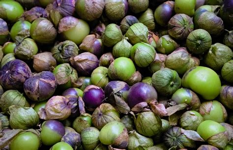Chinese Lantern Plant Vs Tomatillo What Are The Differences