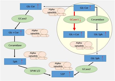 Gba1 Biomarkers In Longitudinal Csf Gcase Sphingolipids And Alpha Synuclein Mds Abstracts