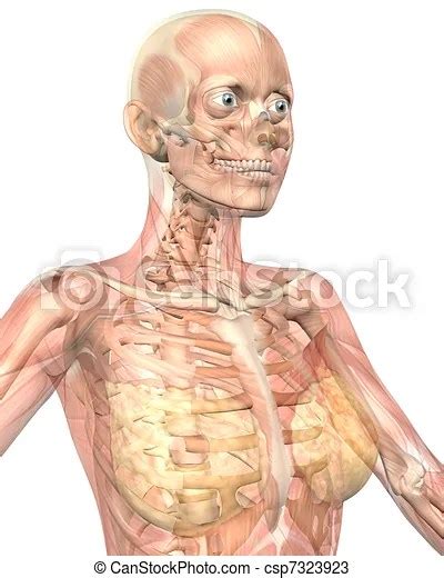 Female Chest Muscles Anatomy Kenzo Oscar