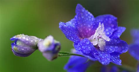 July Birth Flowers Larkspur And Water Lilies The Garden Magazine
