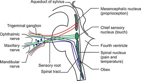 Mesencephalic Nucleus
