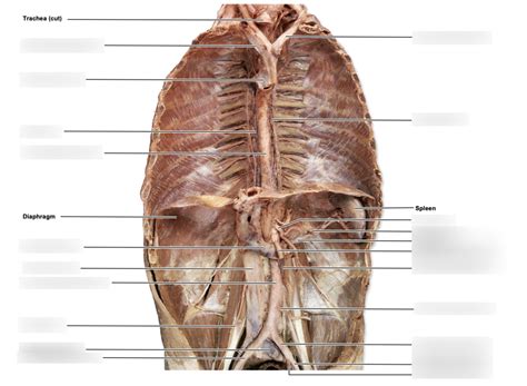 Anatomy Lab Abdominal And Thoracic Arteries And Veins Diagram Quizlet