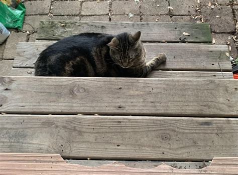 standard issue step r standardissuecat