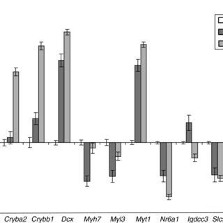 Differential Gene Expression Patterns During Mouse Embryonic Head