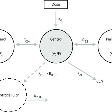 Schematic Representation Of Structural Population Pk Model Of