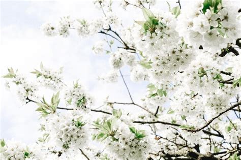 Premium Photo White Blossoms On Tree