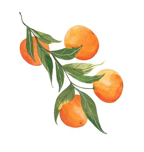 Clementine Pattern Design — Helen Wallace