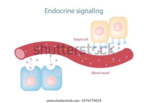 Best Endocrine Signalling Royalty Free Images Stock Photos Pictures Shutterstock
