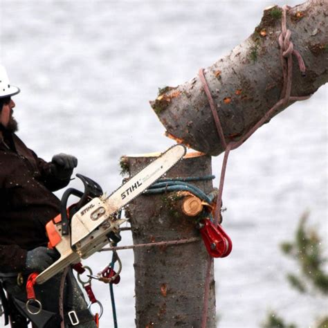 Tree Removal Dands Tree Service