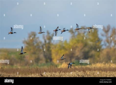Wild Ducks Gathering In Flock And Flying Above Grass In Countryside Stock Photo Alamy