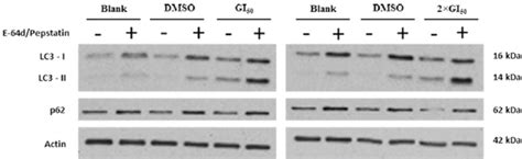 Effect Of Co Treatment With G Lucidum Methanolic Extract Together With