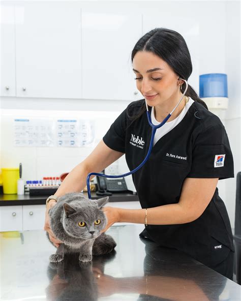 Feline Calicivirus Transmission Symptoms And Treatment