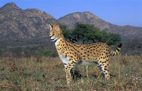 Serval Africain
