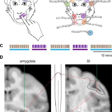 Experimental Design A Two Areas Of The Face That Received Grooming Download Scientific