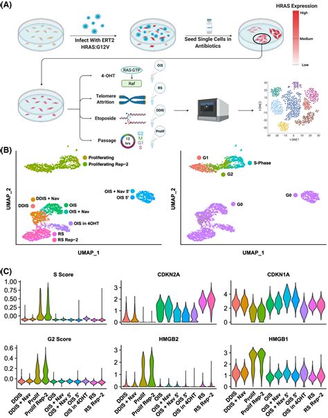 Aging Biology Single Cell Transcriptomics Reveals Global Markers Of
