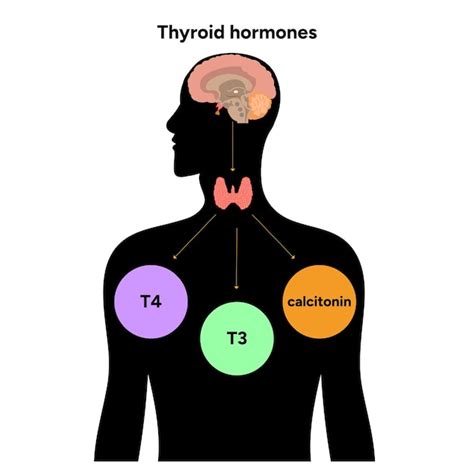 Thyroid Gland Medical Anatomy Functions And Hormones Medicine And