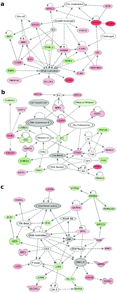 Network Enrichment Analysis Ingenuity Ipa Software Was Performed