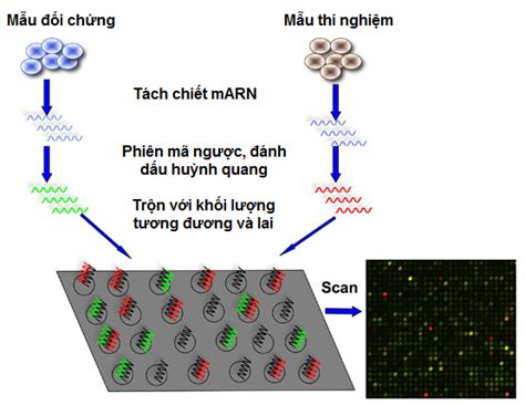 Adn Microarray