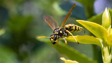 Download Wasp Flower Pollinating Insect Wallpaper