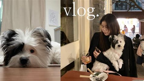 Vlogㅣ유기견 입양 200일 브이로그ㅣ잘먹는 요가강사 집콕 일상ㅣ대파크림치즈ㅣ김밥을 와플팬에ㅣ기능성 애견간식 꼬뜨 Youtube