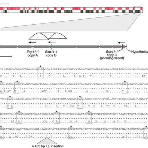 Segmental Duplication Of The Gene Encoding The Candidate Effector