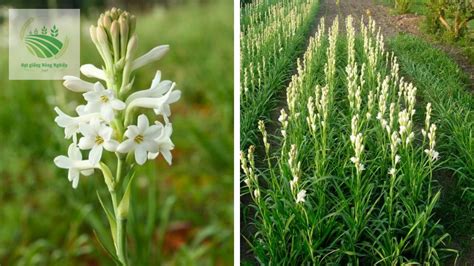 H T Gi Ng Hoa Hu F Nhi U M U Gi Ng M I Si U Hoa