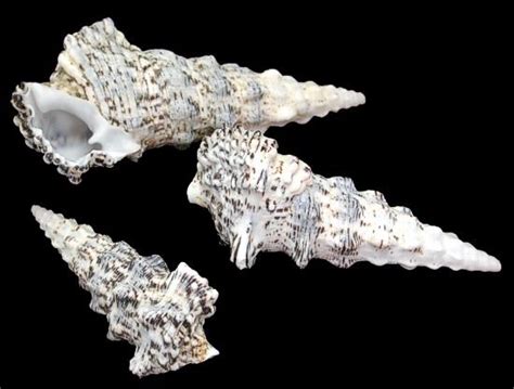 Cerith Shells Sea Shells Seashell T Shell Art