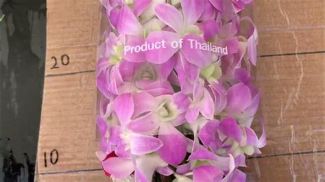 덴파레 핑크투톤 생화 꽃집 꽃집창업 꽃값 온라인꽃시장 온라인꽃도매 인터넷꽃시장 인터넷꽃도매 서울꽃시장 꽃농장 꽃배송 생화배송 생화도매 생화택배 꽃배달 생화배달 생화주문 생화