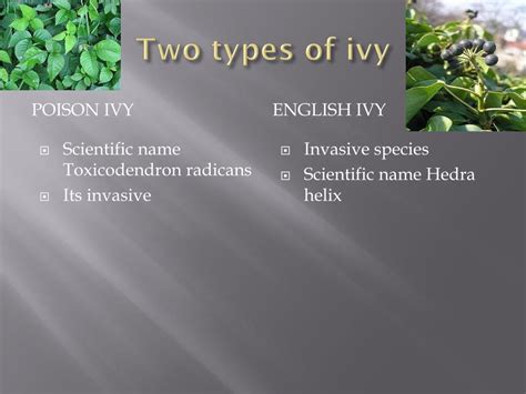 PPT English Ivy PowerPoint Presentation Free Download ID