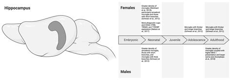 Sex And Region Specific Differences In Microglial Morphology And