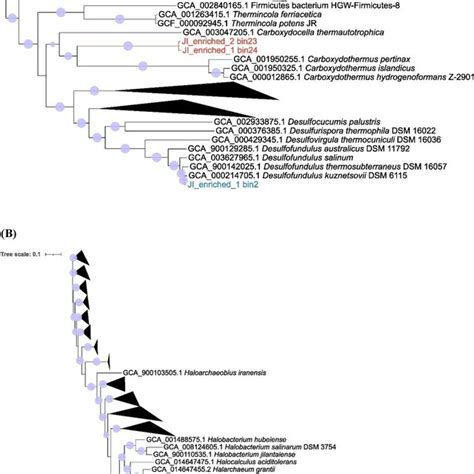 Genome Based Phylogeny Of Metagenome Assembled Genomes Mags Purple