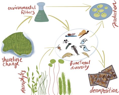 Structural Equation Modelling Reveals Link Between Wetland Habitat