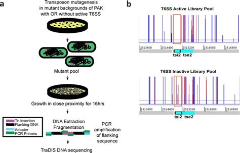 Tradis Library Generation And Sequencing Workflow And Predicted Outcome Download Scientific