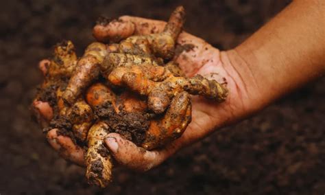 A Comprehensive Guide To Harvesting Turmeric Tips Best Practices And