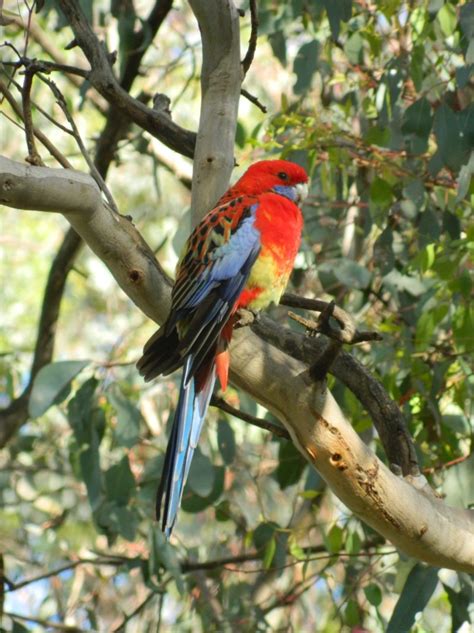 Rubino Rosella Breeding