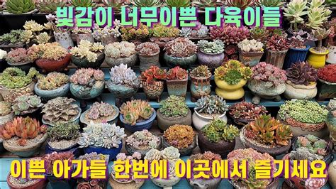 250평 다육이 매장 수제 화분 이쁜 다육이들 정신이 번쩍 들수 밖에없는 는 매장 국민이 창다육 묵둥이 다육이 수제화분