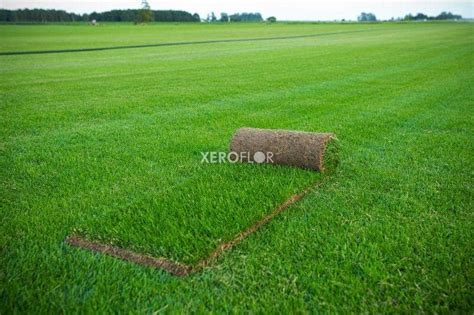 How To Use Roll Out Grass At Kristopher Chambers Blog