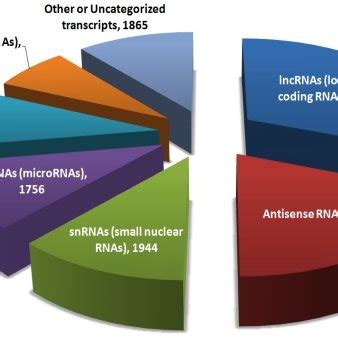 Long Non Coding RNAs Are Just One Of The Many Non Coding Transcripts Download Scientific