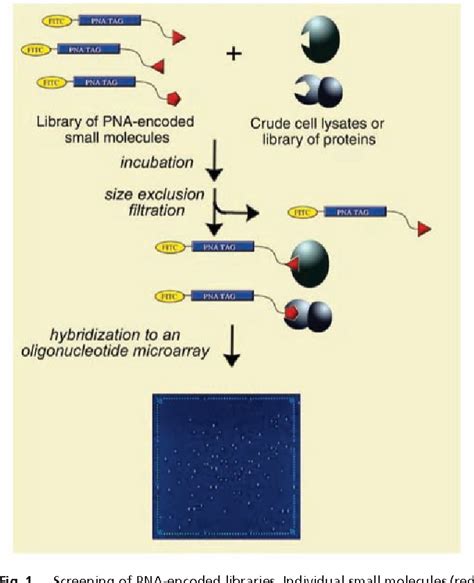 Figure 1 From Profiling Protein Function With Small Molecule Microarrays Semantic Scholar