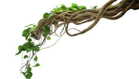 Premium Photo Minimalist Plant Design