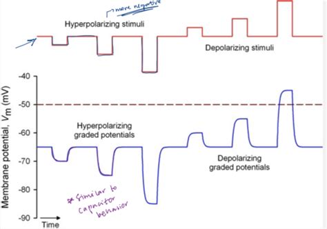Bioe 3700 Exam 2 Review Flashcards Quizlet
