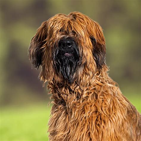 Tableaux De Poids De Briard Espérance De Vie Taille Et Plus Encore
