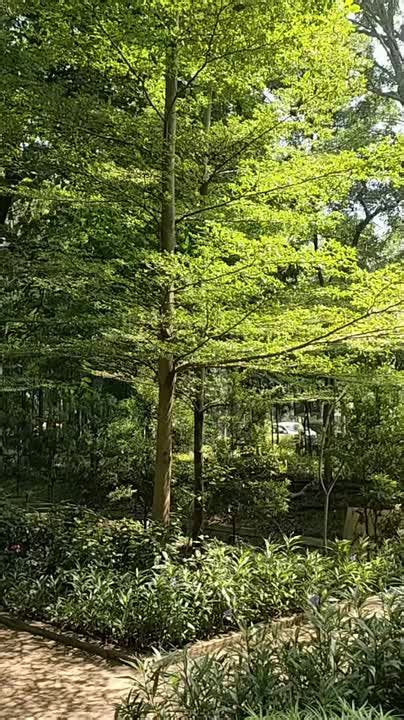 [video] Alex Sobur On Linkedin Bimbo Didalamrindunyaaku Nostalgia Lagukenangan Musik Love…